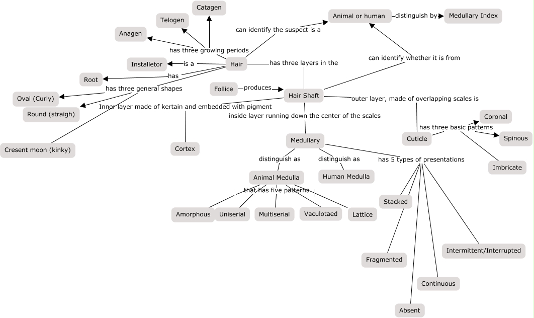 Hair Structure concept map - What is the structure of the hair?